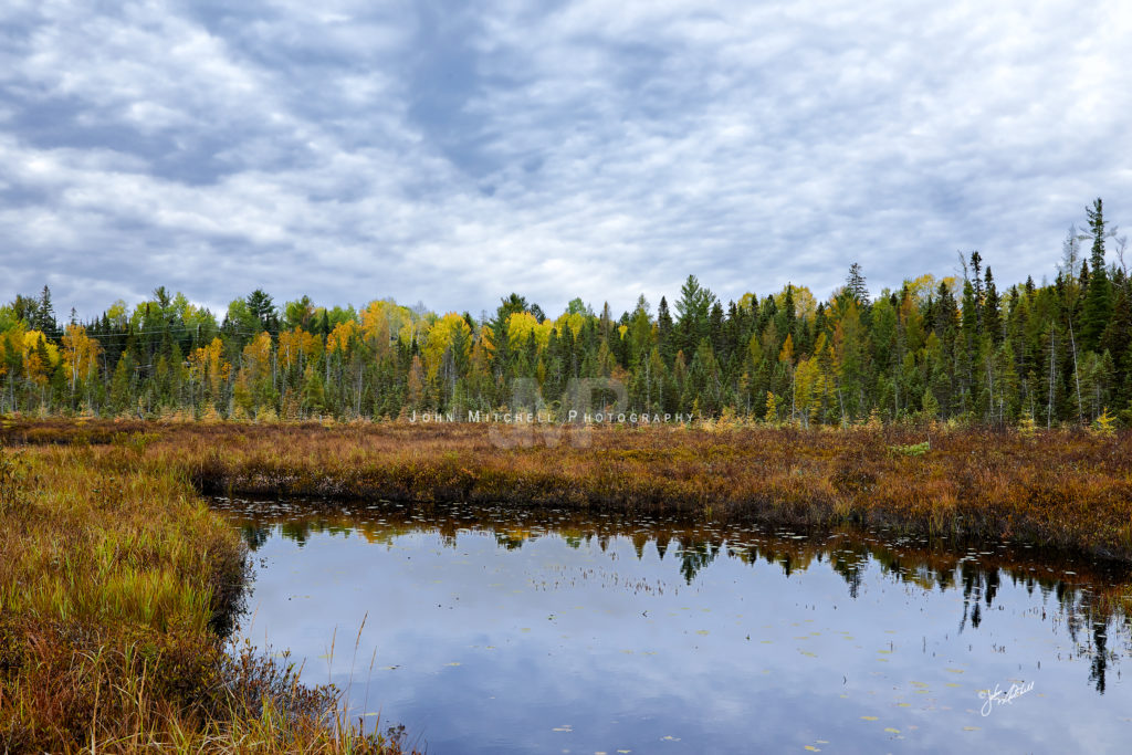 Spruce Bog, Algonquin Park – John Mitchell Photography